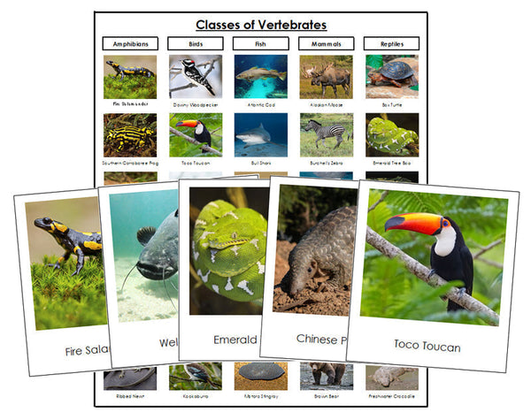 Classes of Vertebrates Sorting - Montessori Print Shop