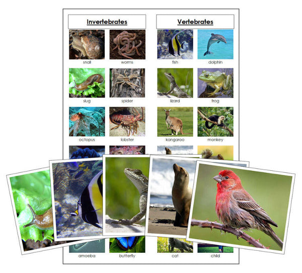 Vertebrates & Invertebrates - Montessori Print Shop Digital Download